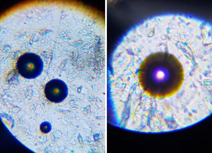 72 remarkable microscopic pictures showing things up-close