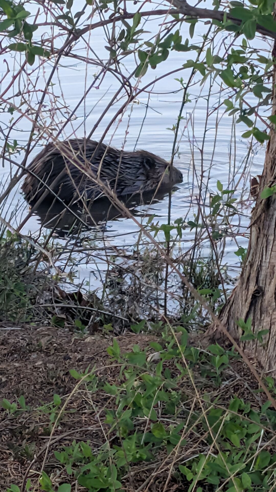 Update: Buc-ee and his beaver family get to stay in Gainesville's ...