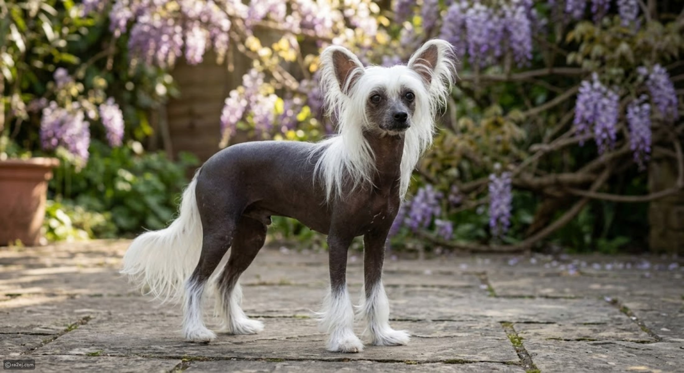 Have you ever heard of these dog breeds? The 10 strangest