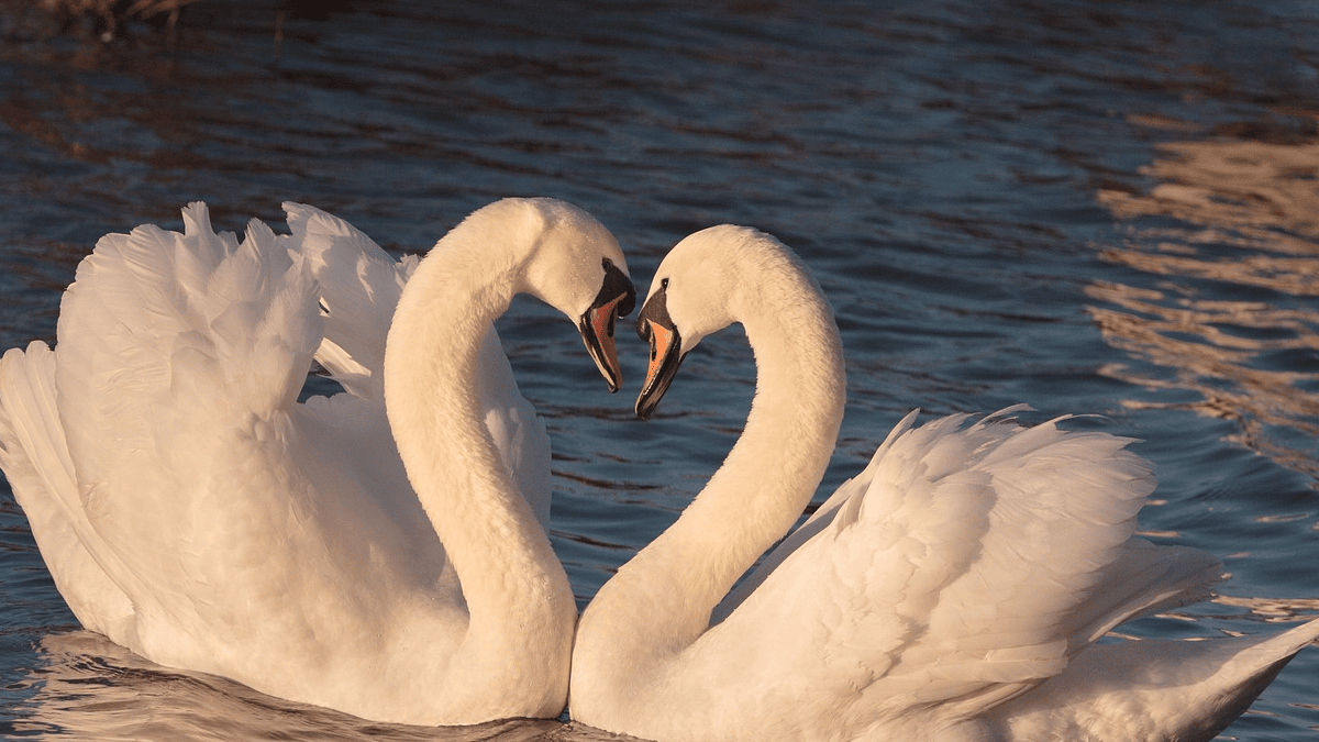 10 animals that love their partners better than humans