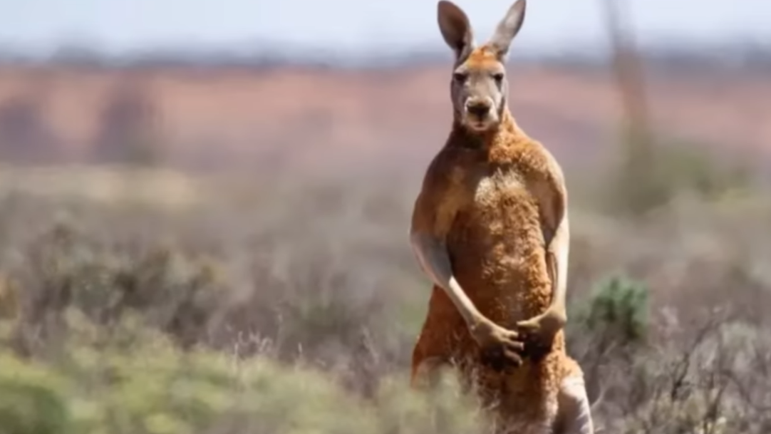 Australian man gets killed by a kangaroo that he kept as a pet