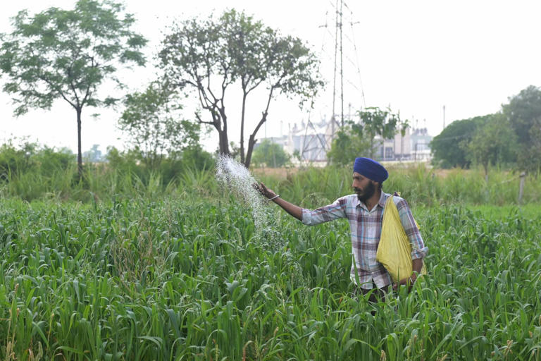 Asia’s 'panicked farmers' brace for a looming rice crisis post-Iran war