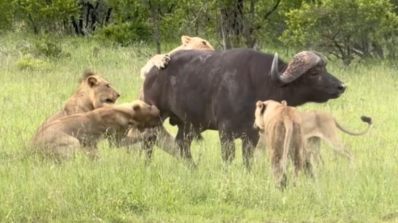 I watched a lion leap onto a buffalo's back 🦁