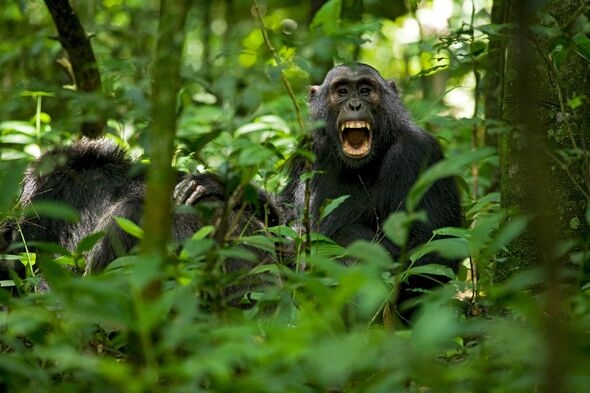 Chimpanzee 'civil war' in Uganda explained as scientists describe ...