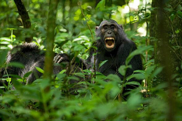 Chimpanzee 'civil war' in Uganda explained as scientists describe ...