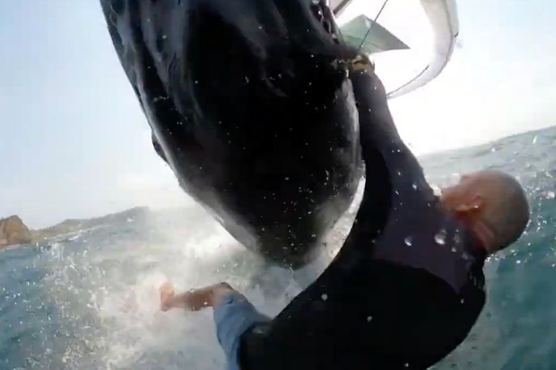 Terrifying video captures moment humpback whale drags man underwater