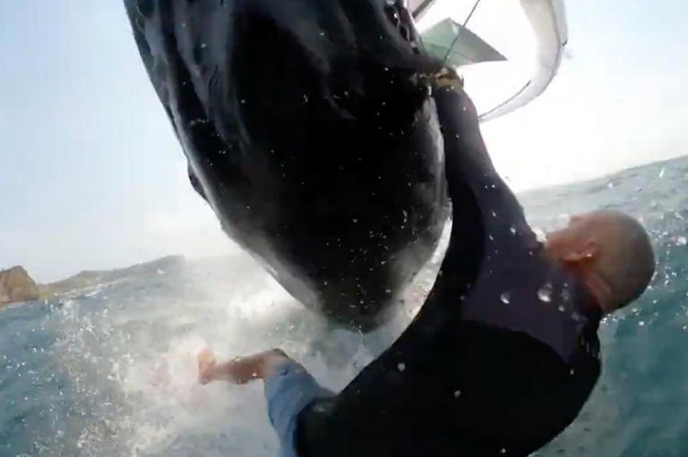 Terrifying video captures moment humpback whale drags man underwater