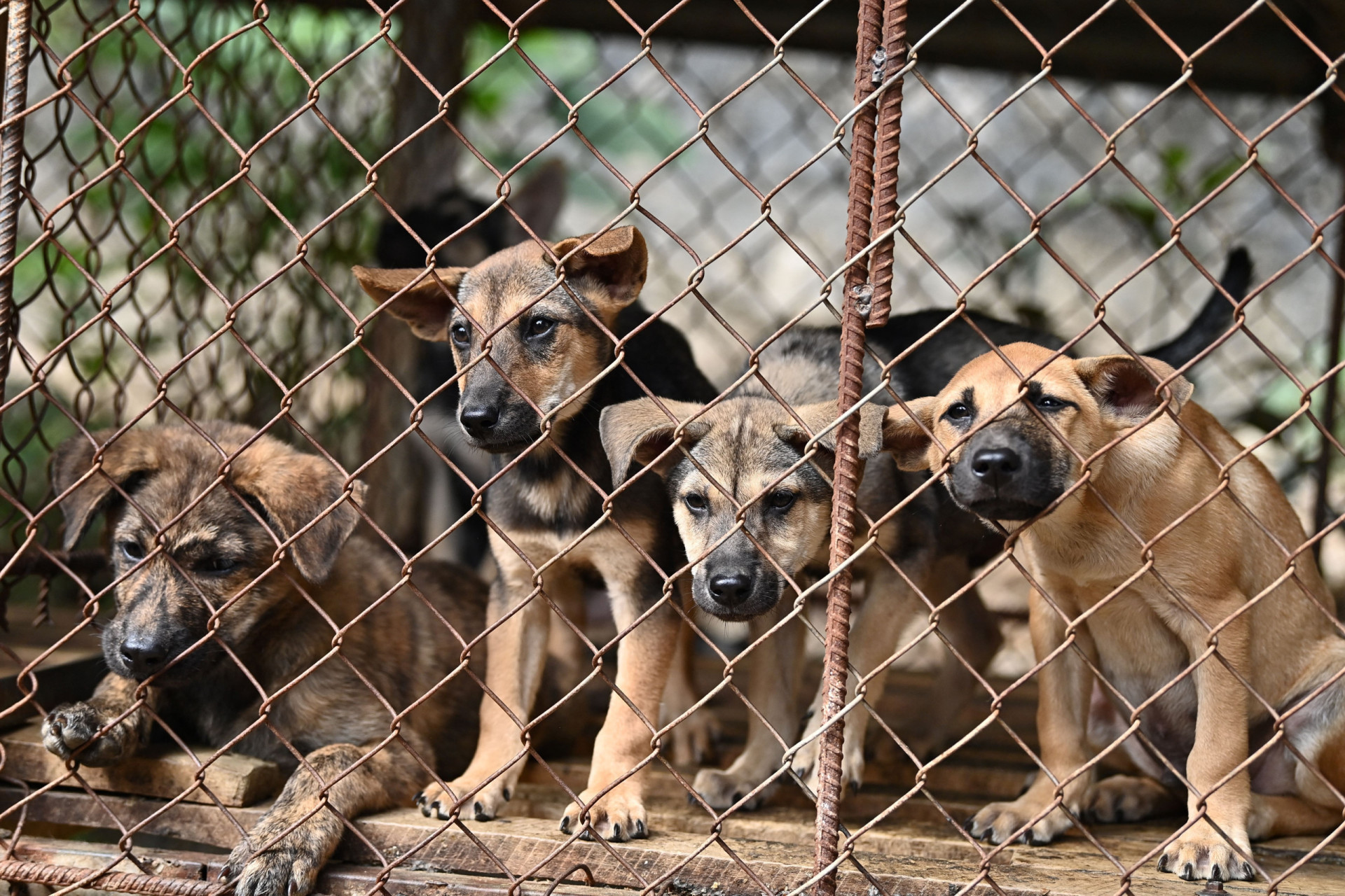 What countries still eat dogs?