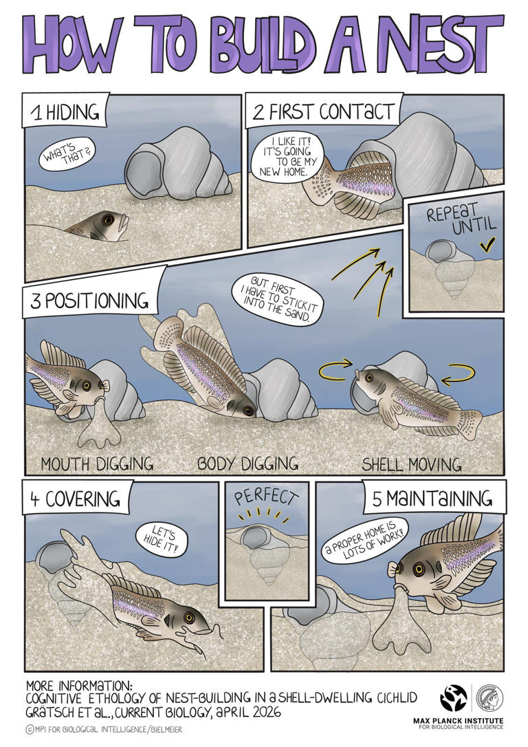 Underwater architects: Nest-building in cichlids reveals more than ...