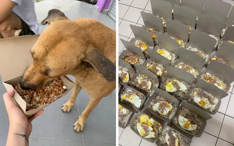Feeding strays by night, building cages for them by day
