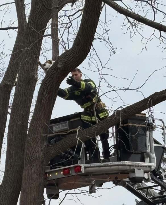 Burlington firefighters rescue cat from tree