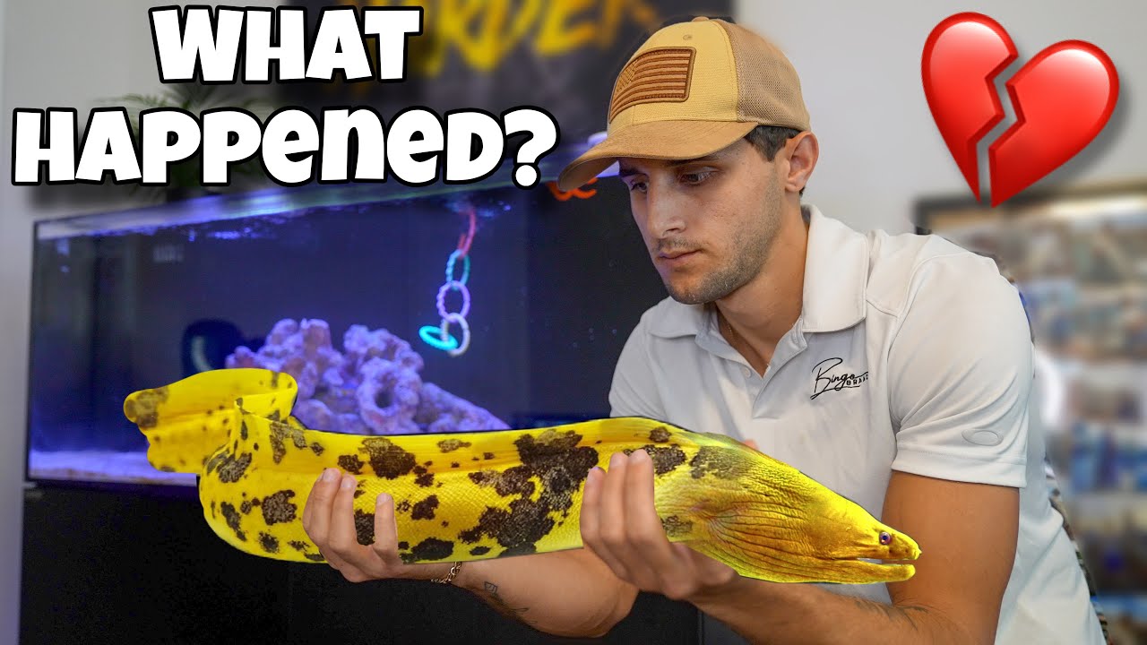 I lost my rarest eel