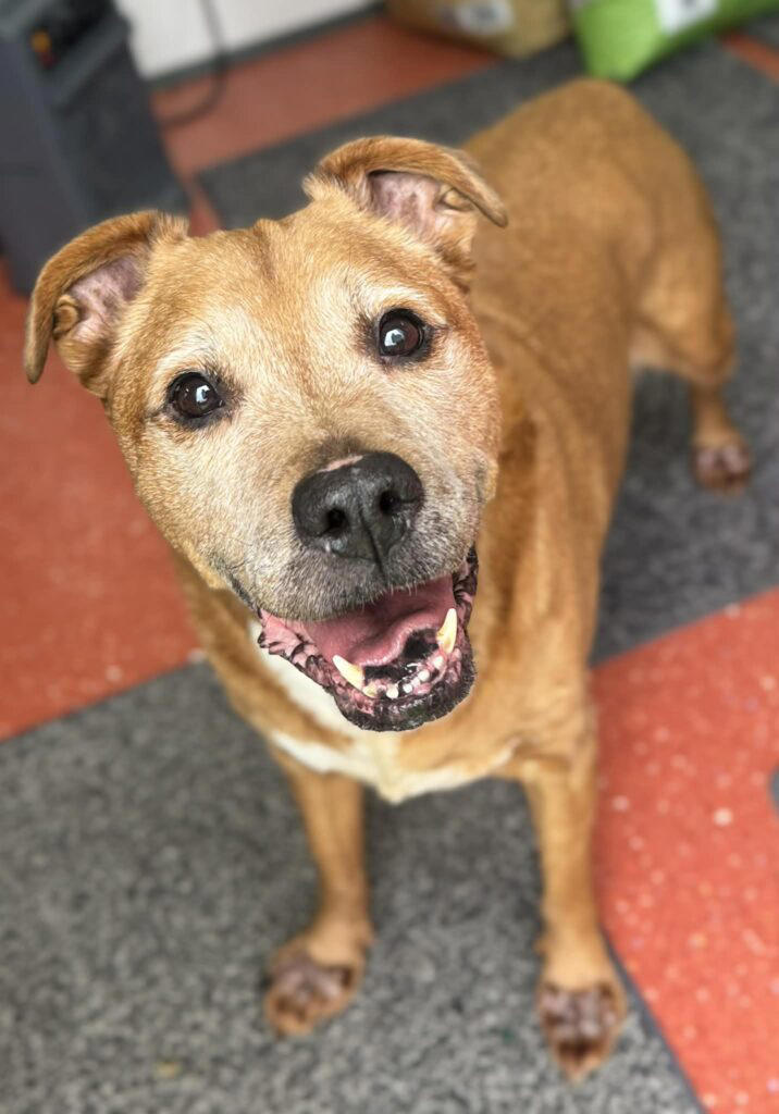 From Frenchies to Staffys, these 11 adorable dogs are waiting to be adopted