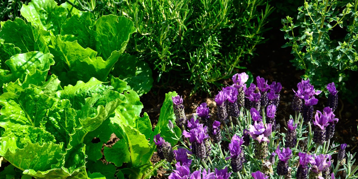 4 plants you should never grow together – and 6 that thrive side by side
