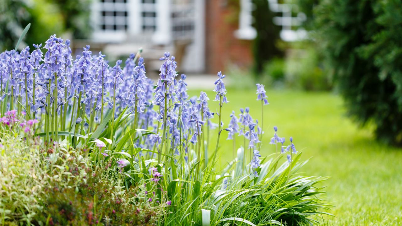 Experts warn invasive Spanish bluebells threaten native species