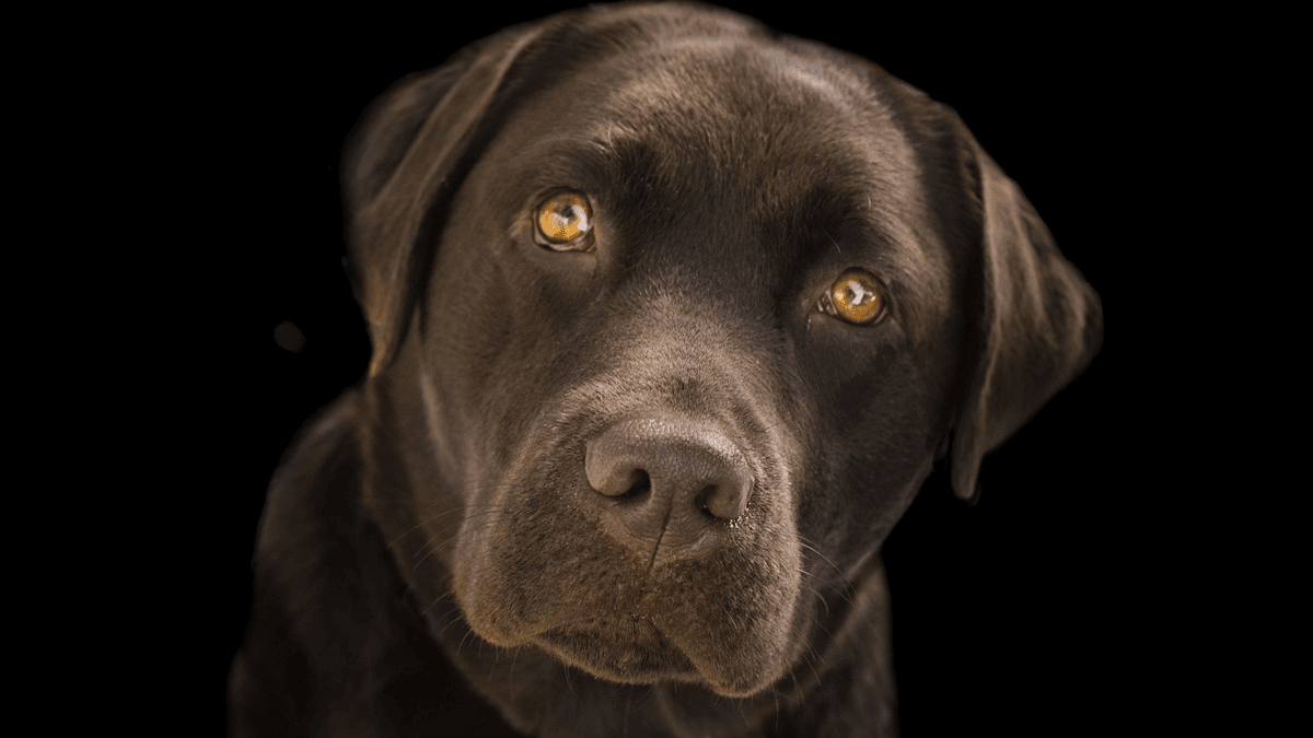 7 things good dog owners do for their pets, say veterinarians
