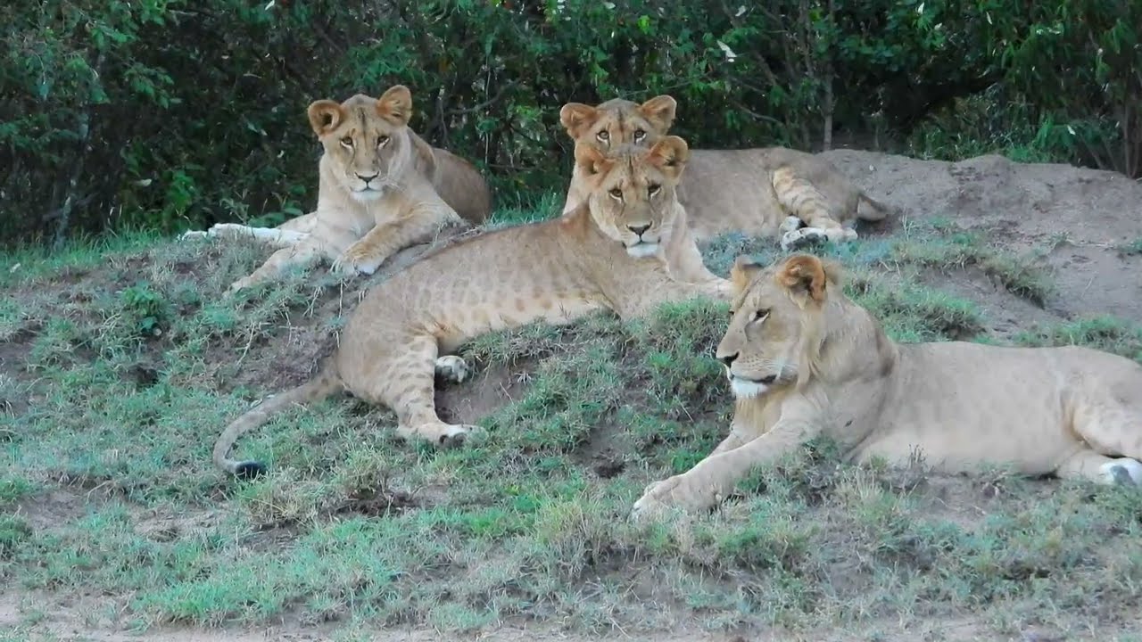 Diverse wildlife seen in the protected and wild Mara Conservancy