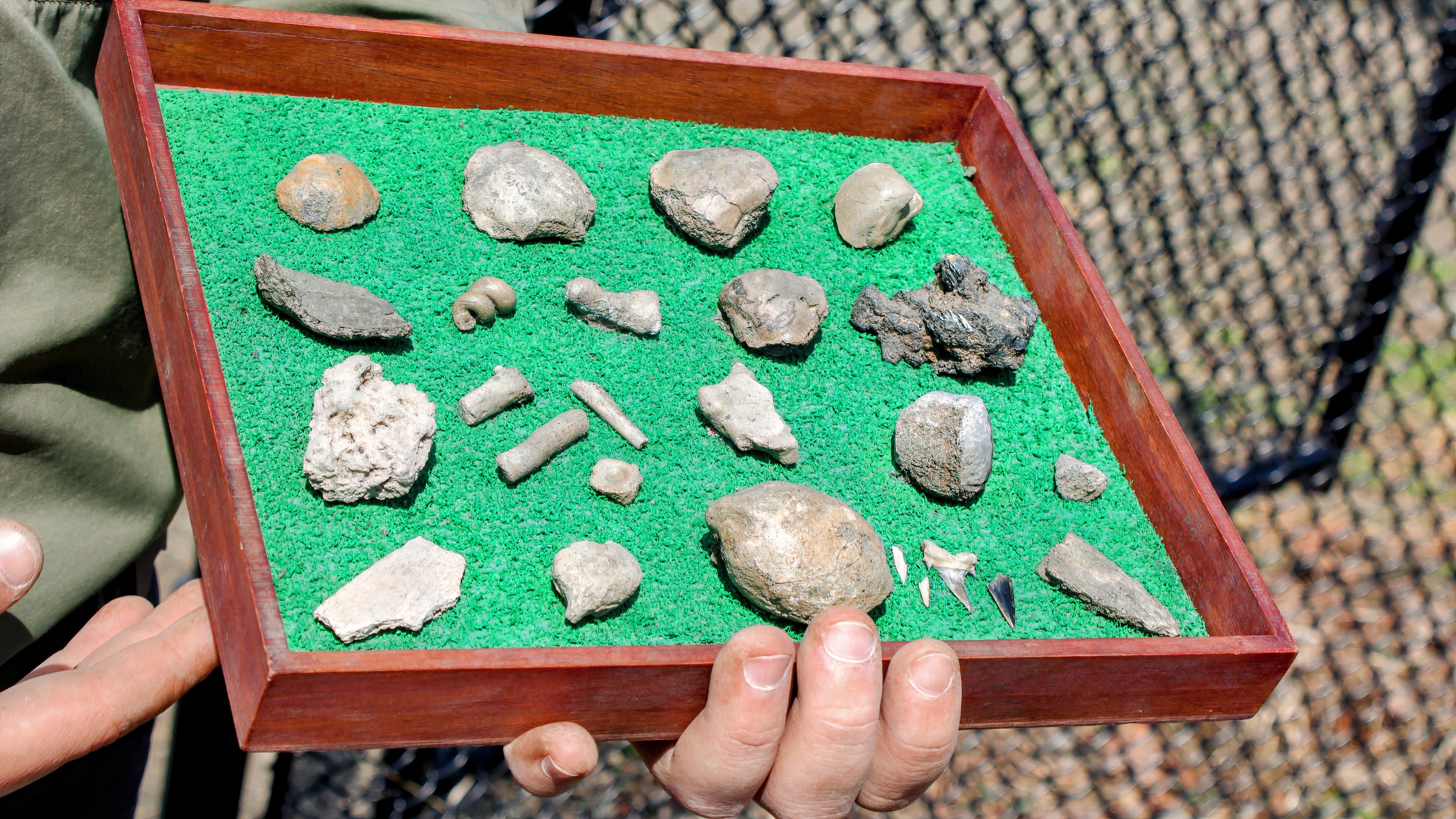 We visited one of America’s only public fossil quarries east of the ...