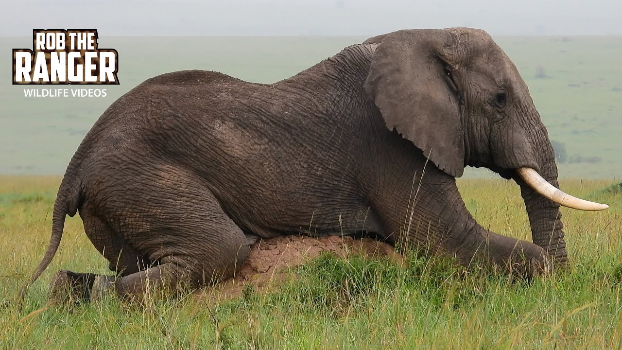 Watch an amazing elephant interaction in the wild African bush