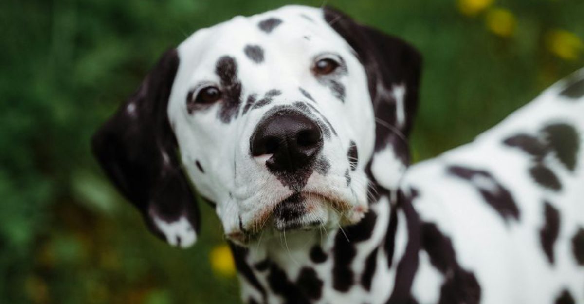 14 dog breeds that seem perfect on paper but struggle with everyday ...