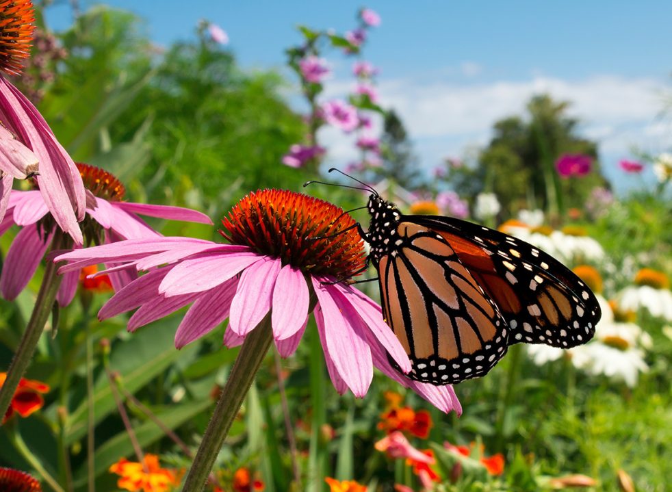 The #1 perennial to plant this April for a gorgeous summer yard