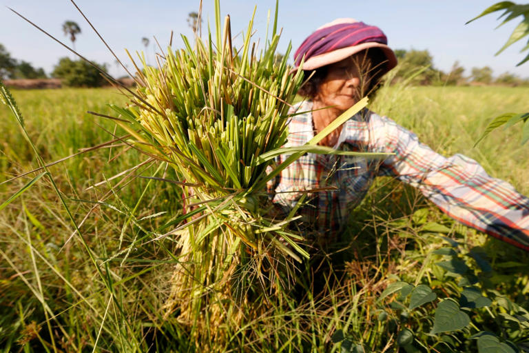 Asia’s 'panicked farmers' brace for a looming rice crisis post-Iran war