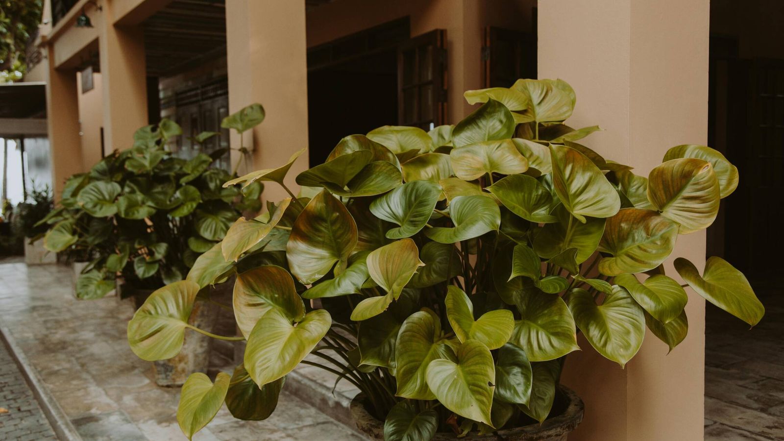 Cómo conseguir un jardín de lujo en casa: las cinco plantas clave y los ...