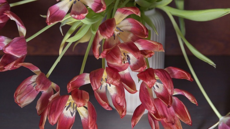 12 popular flowers that might not be worth growing for a cut garden
