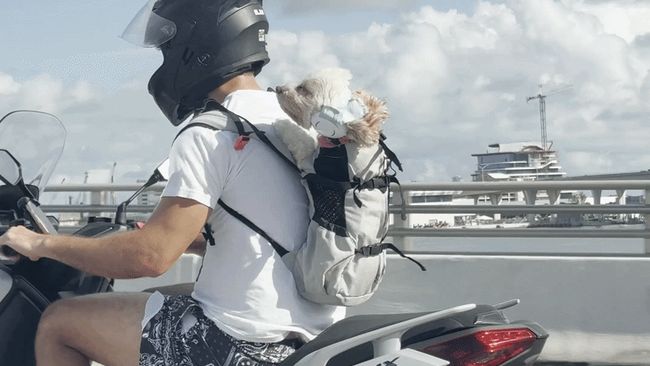 'So cute!': Pup enjoys ride on motorcycle