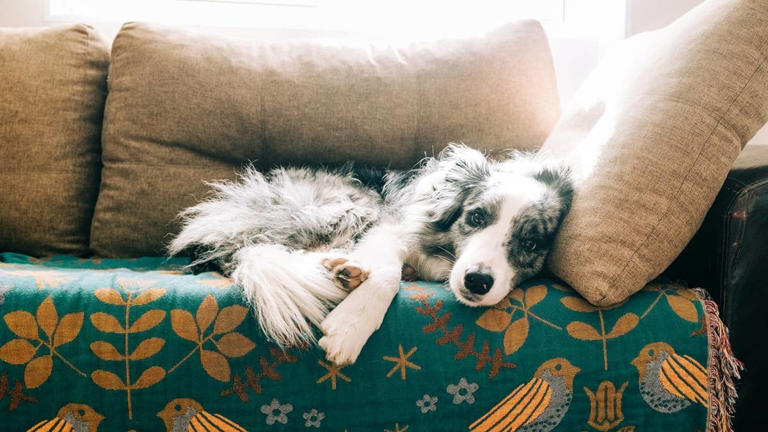 7 words that make dogs feel unsafe, according to a trainer