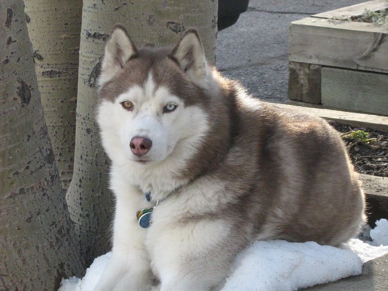 14 dog breeds that seem perfect on paper but struggle with everyday ...