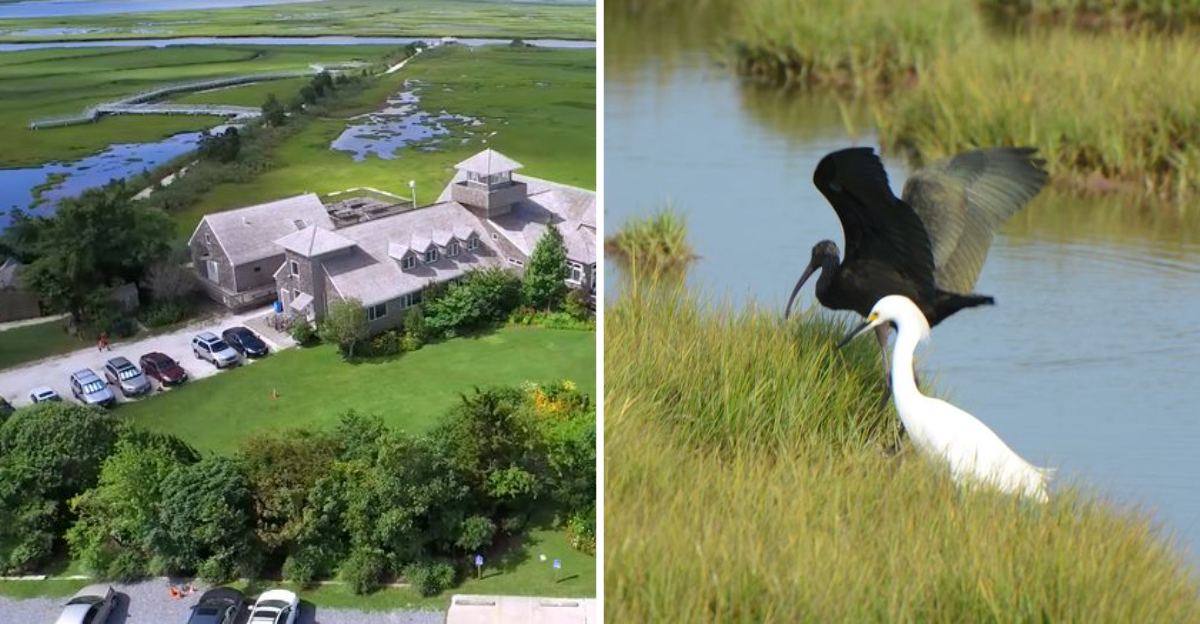 This New Jersey boardwalk offers a salt marsh safari jackpot for every ...