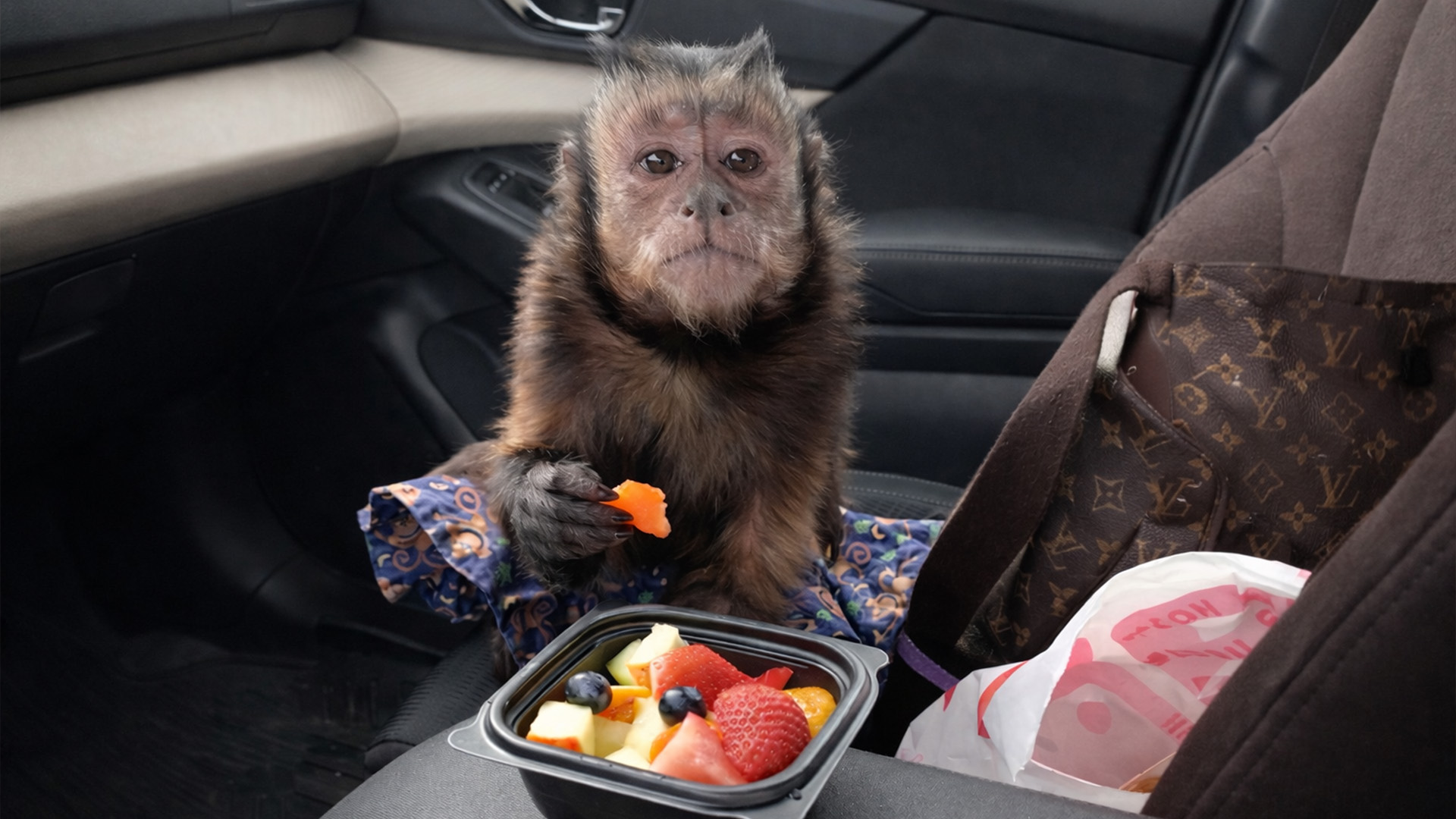 This monkey has a very chill snack time