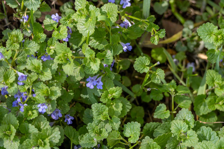 How to get rid of creeping charlie before it takes over your garden