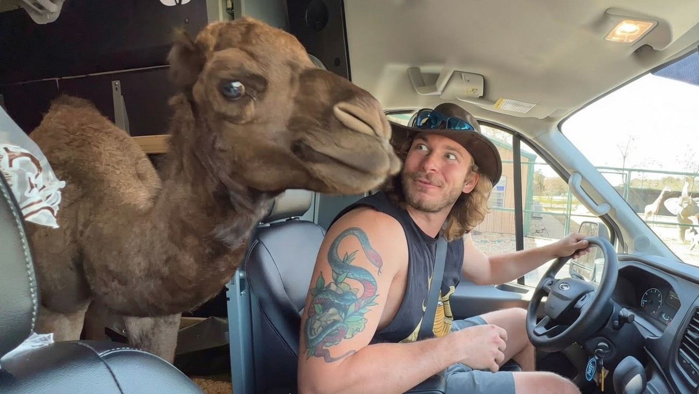 I got a baby camel!