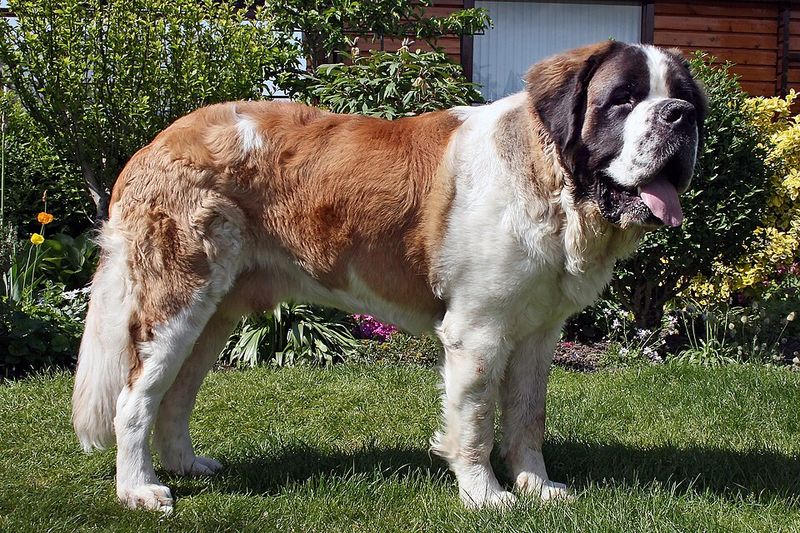 These 15 giant dog breeds look impressive – but experts say there's ...