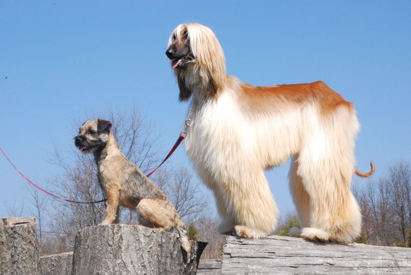 Even well-trained, these 13 breeds may ignore recall