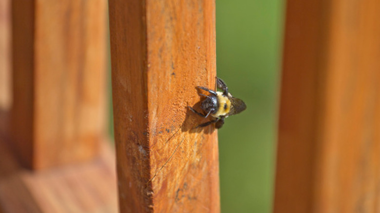 What to do if you find a carpenter bee nest in your yard