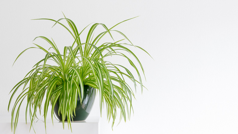 How to grow and care for a spider plant