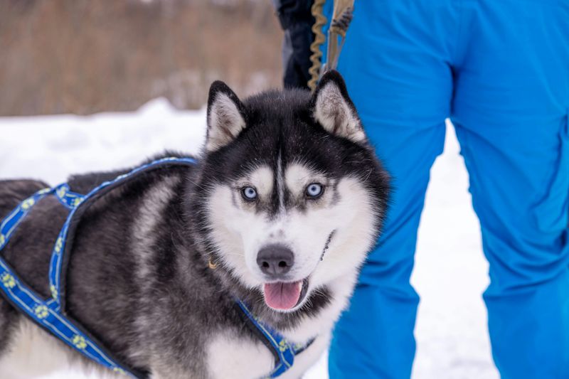 Even well-trained, these 13 breeds may ignore recall