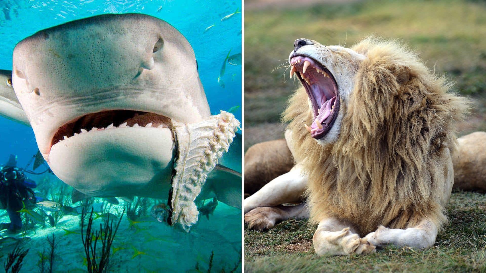 Creatures with jaws built for crushing power