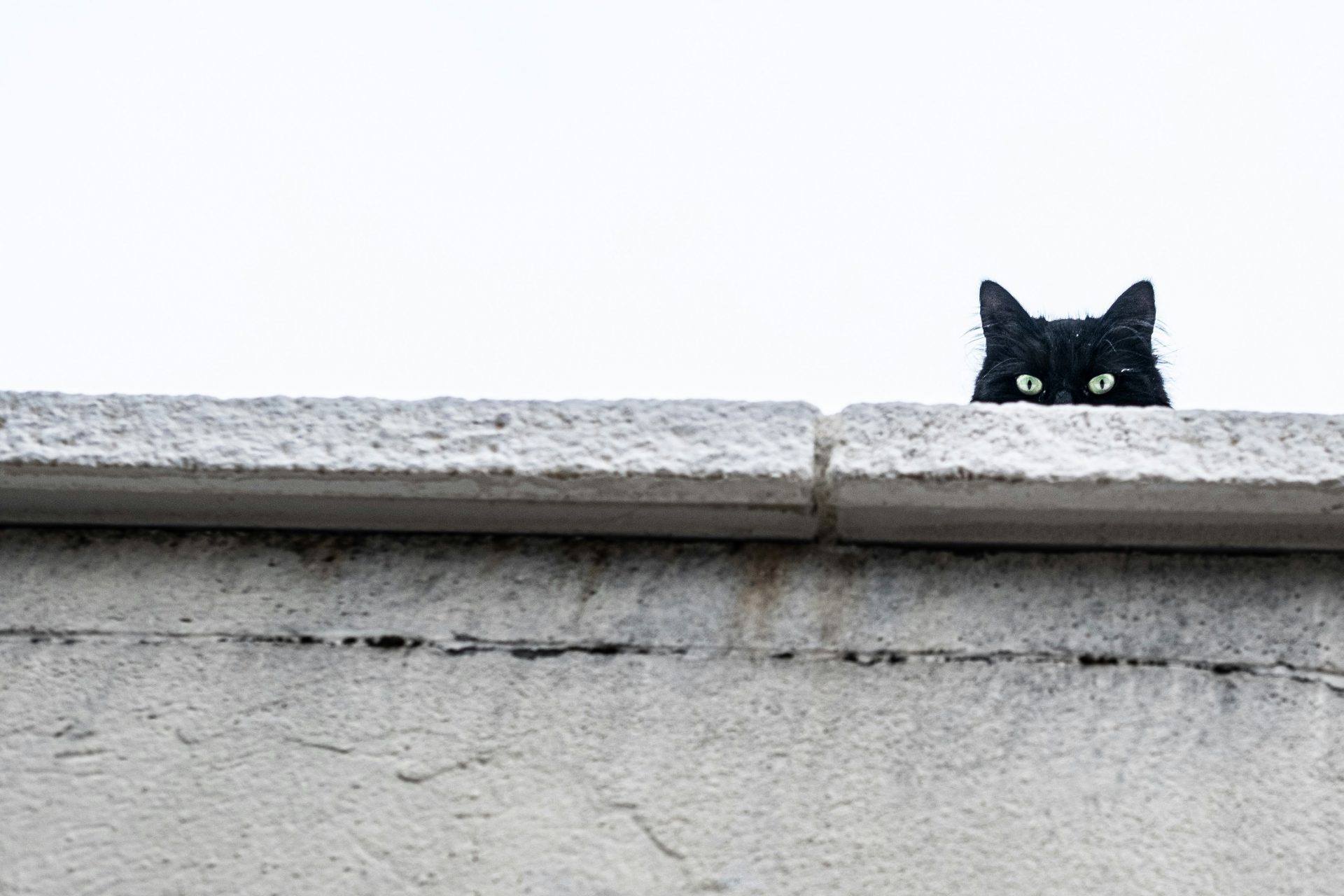 The CIA’s 'Spy Cat' project: A strange Cold War story