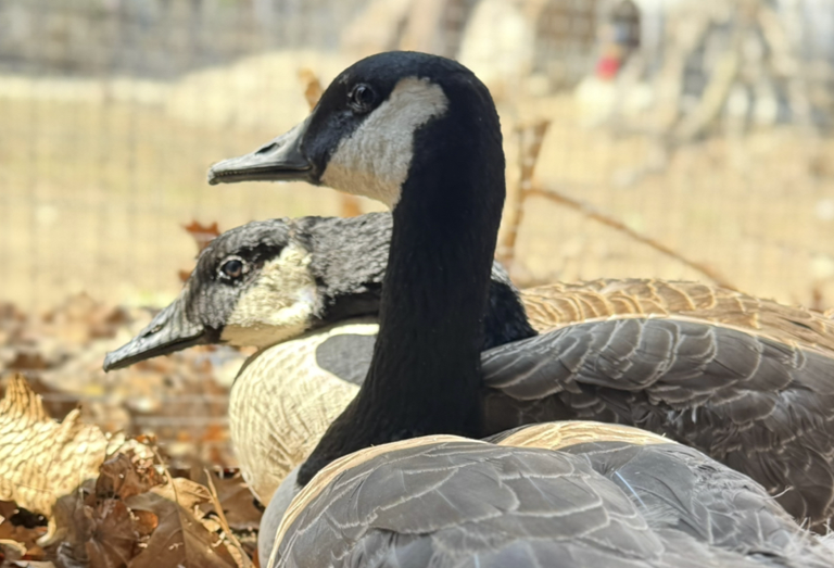 Injured geese recover side by side in heartwarming wildlife rescue update