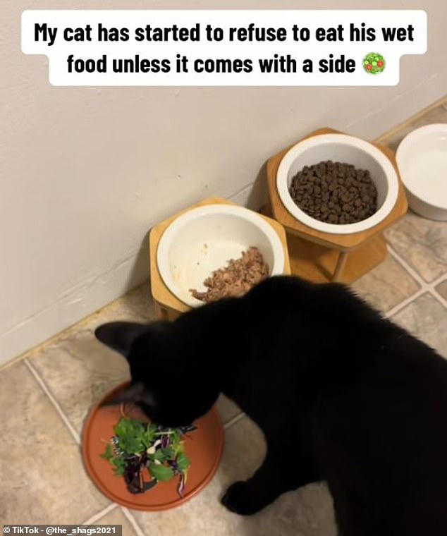 You're feeding your cat wrong! Experts reveal why felines leave so much ...