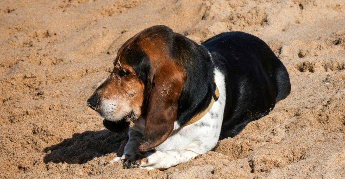 According to experts, these 13 dogs are happiest away from noise and chaos