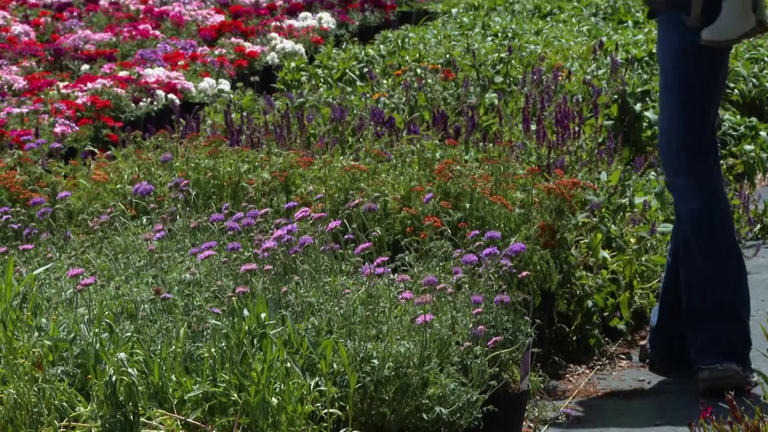 Midlands spring plant & flower festival blooms at SC State Farmers Market
