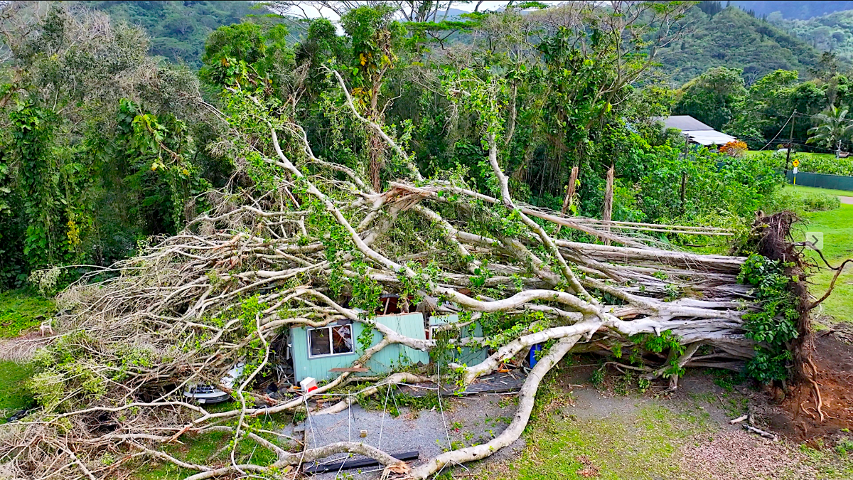 150ft banyan tree obliterates 81-year-old man's home in Hawaii (video)