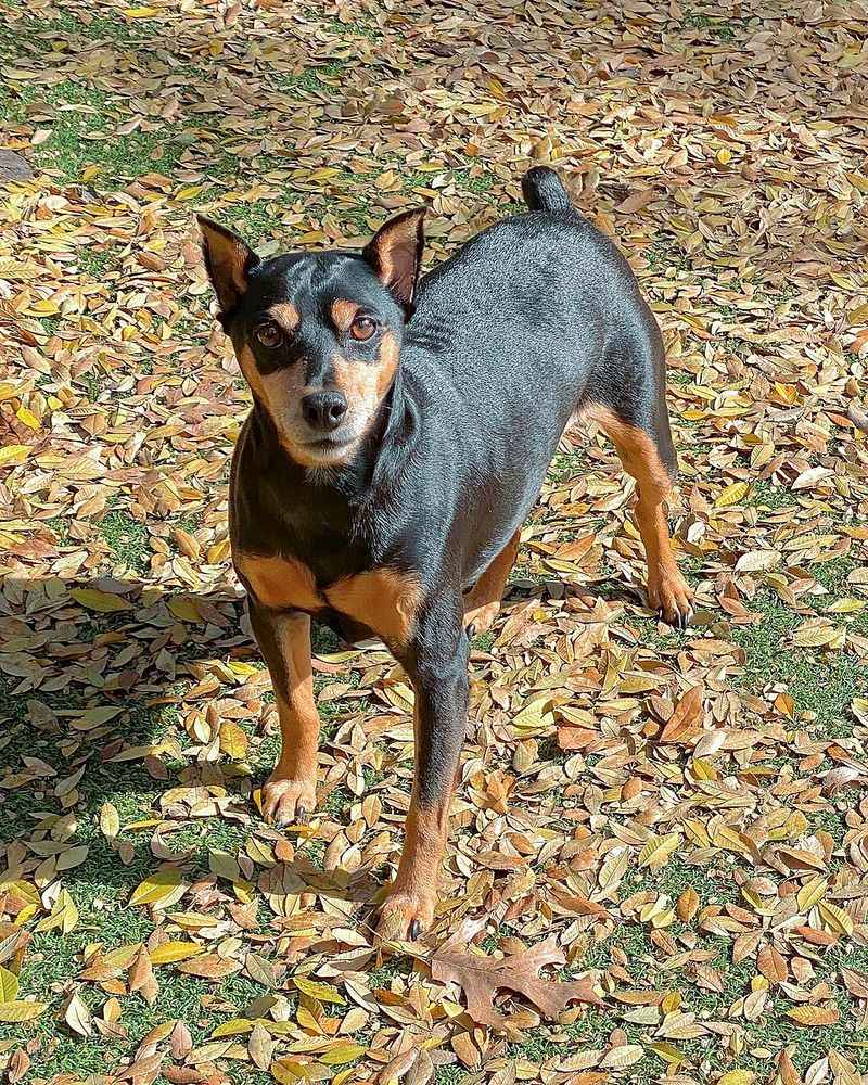 10 small dog breeds that form an unbreakable bond with just one person