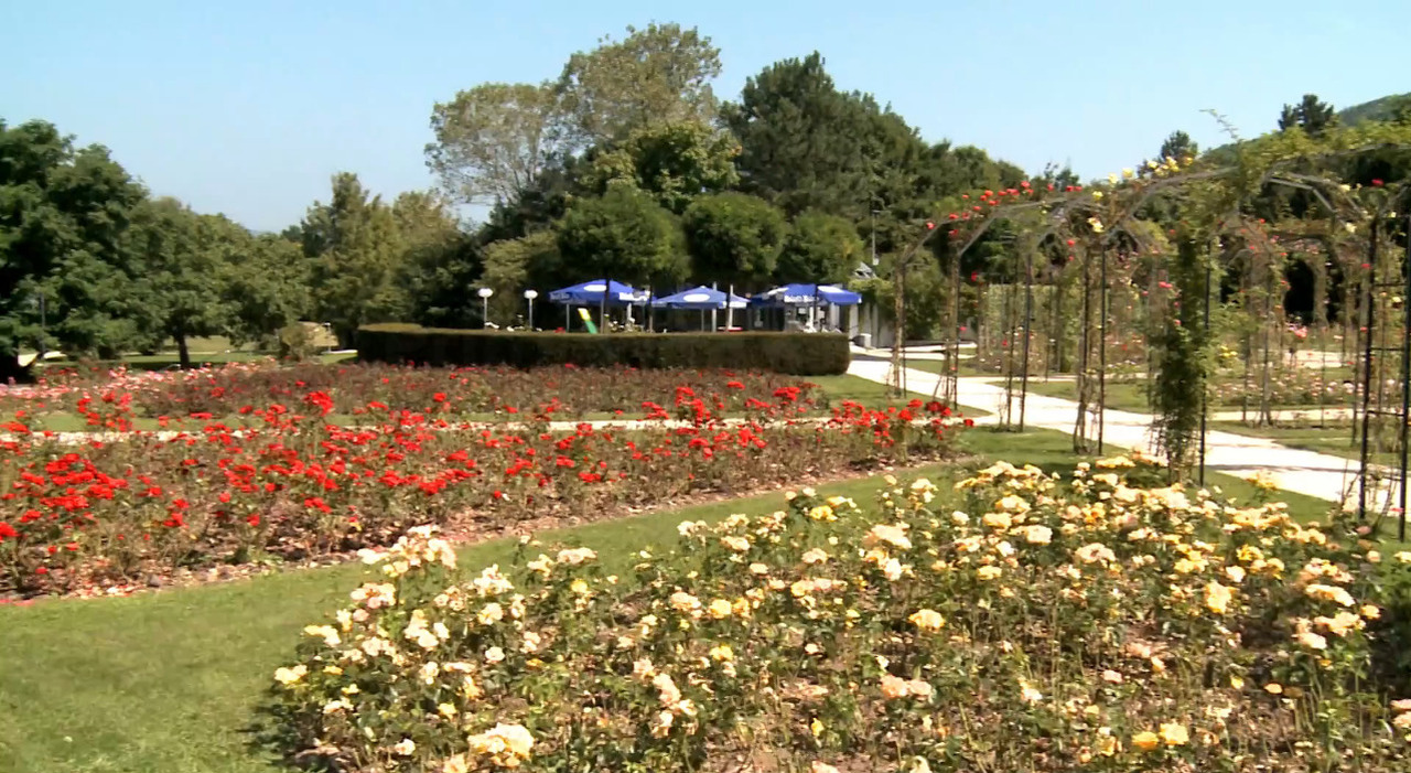 Roma, riapre il Roseto comunale: 1.100 varietà di rose nel cuore della ...