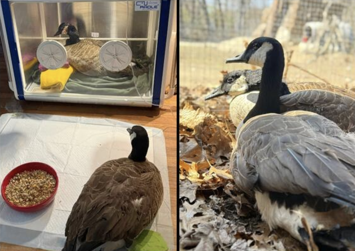 Injured geese recover side by side in heartwarming wildlife rescue update